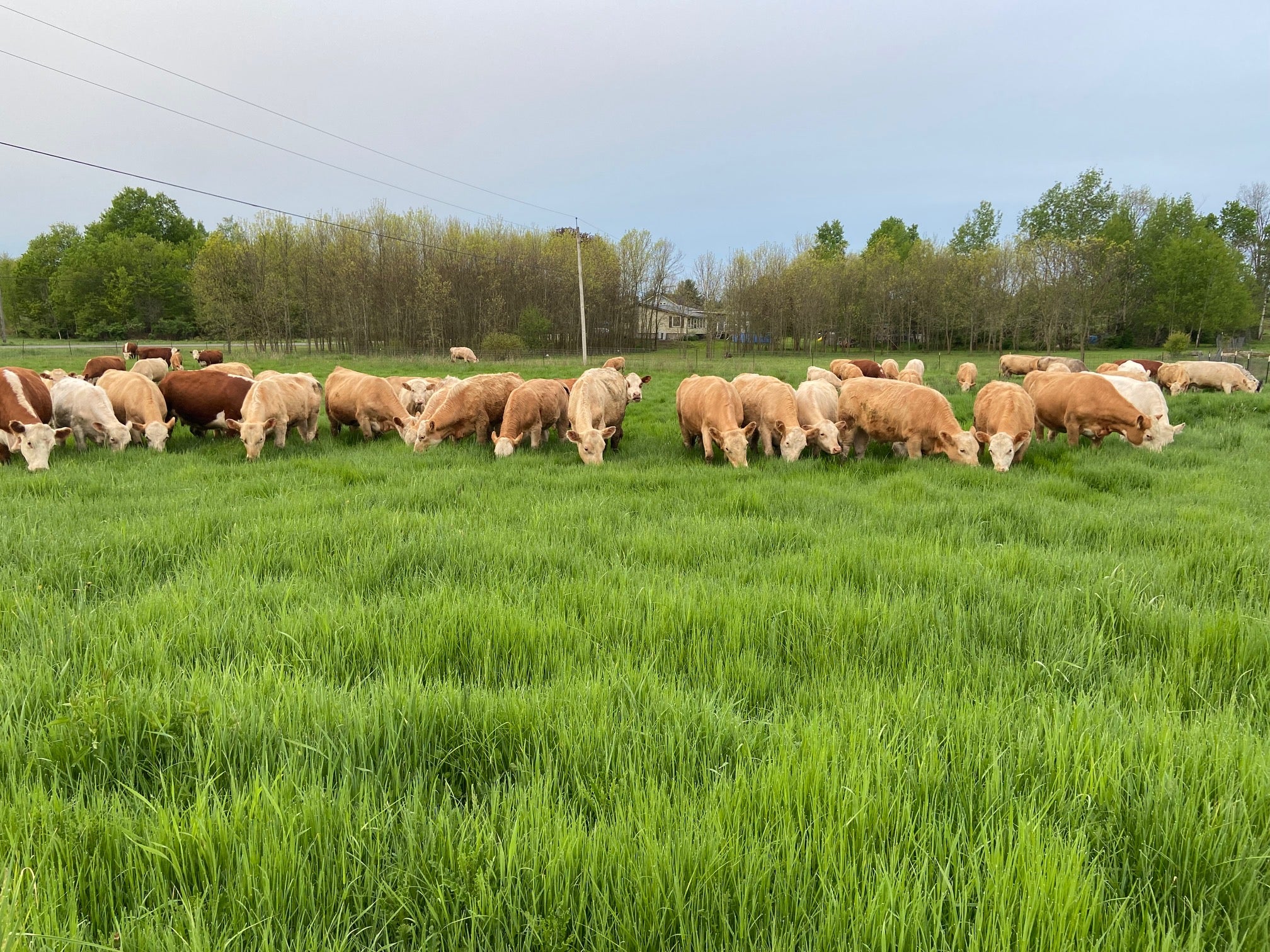 June 2024 CSA Newsletter – 8 O'Clock Ranch