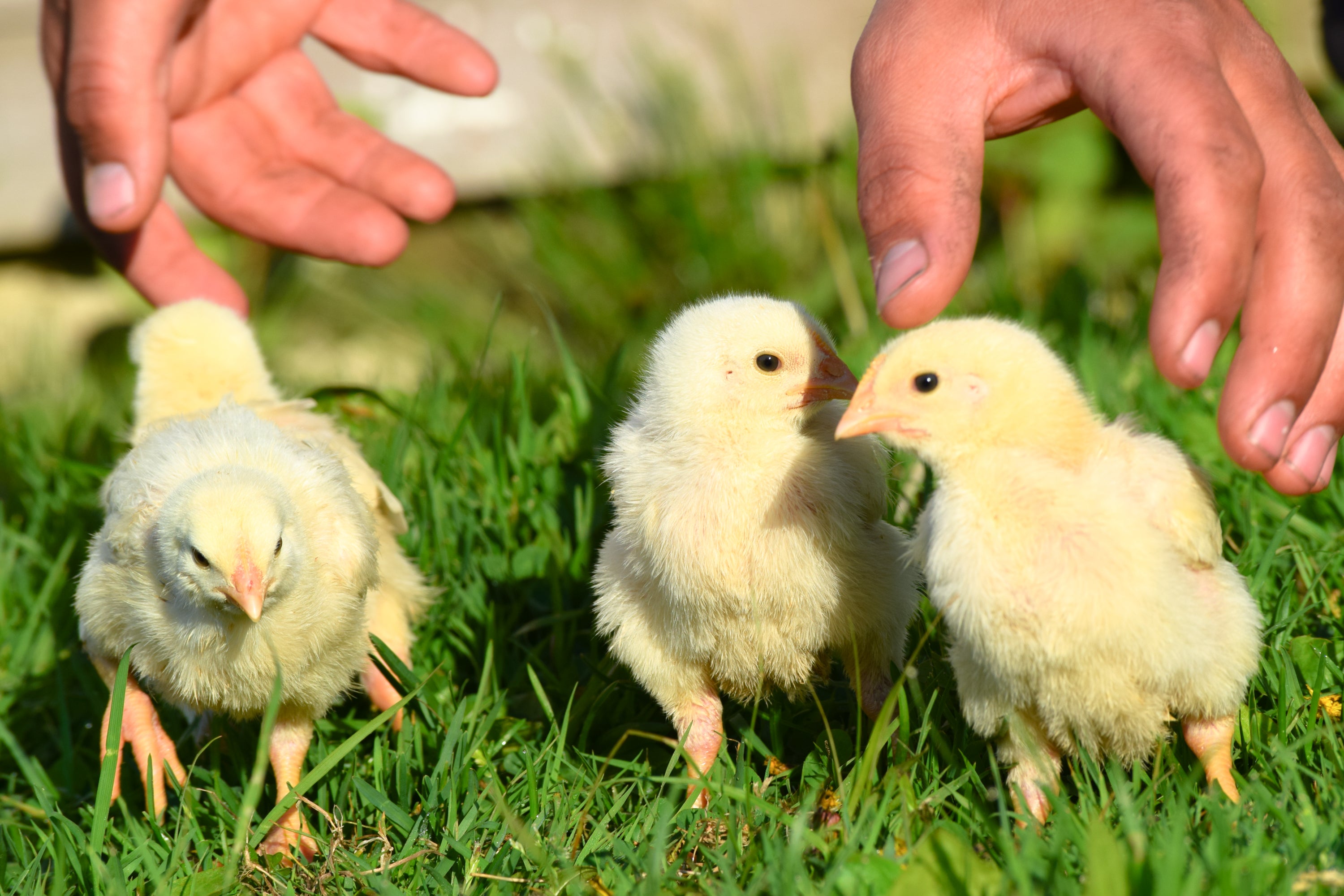 May 2024 CSA Newsletter – 8 O'Clock Ranch