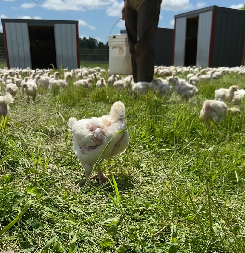 June 2025 CSA Newsletter – 8 O'Clock Ranch