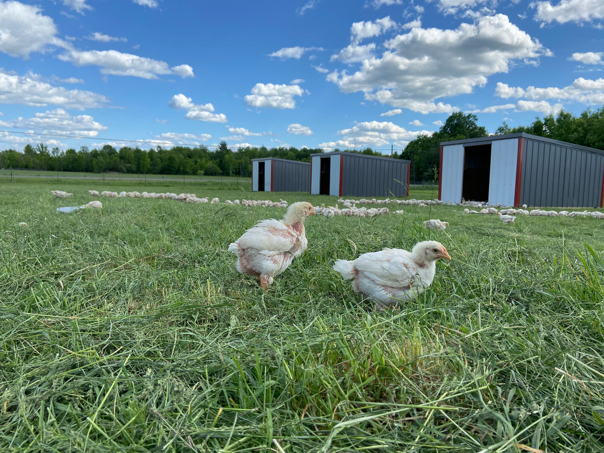 8 O'clock Ranch | 100% Pastured and Naturally Raised Meats – 8 O'Clock ...